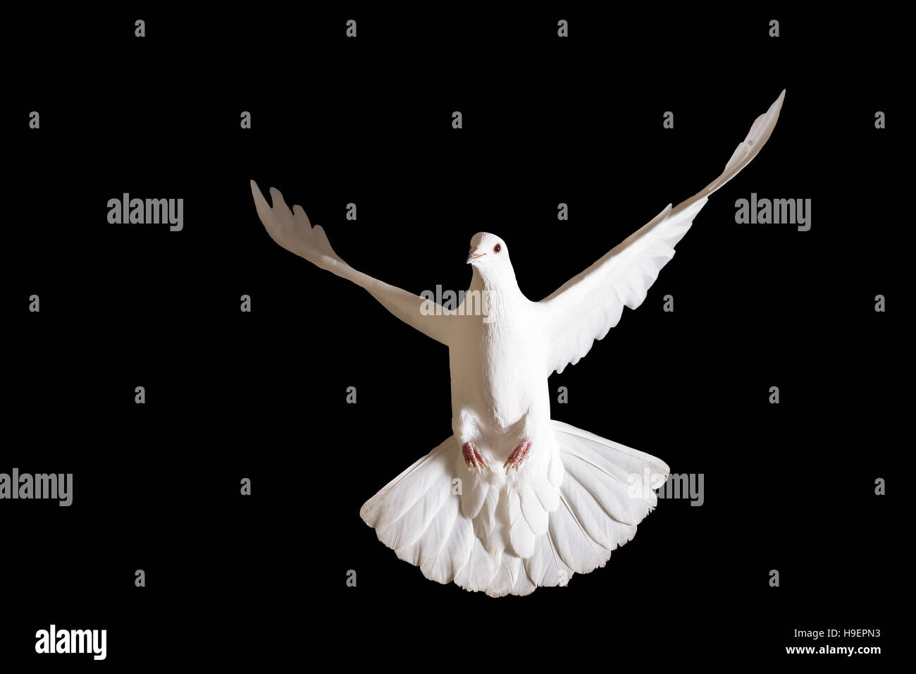 Peace dove flying isolated on black Stock Photo - Alamy