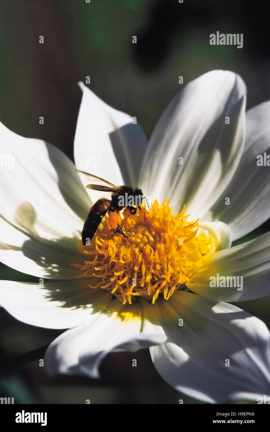 India flower pollination hi-res stock photography and images - Alamy