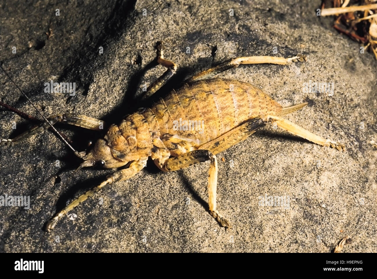 Wingless insect hi-res stock photography and images - Alamy