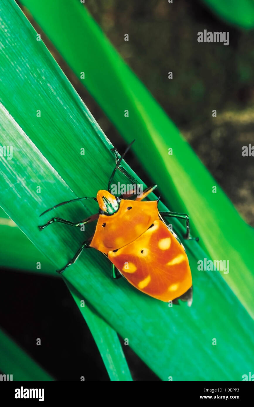 Plant Bug. Arunachal Pradesh, India Stock Photo - Alamy
