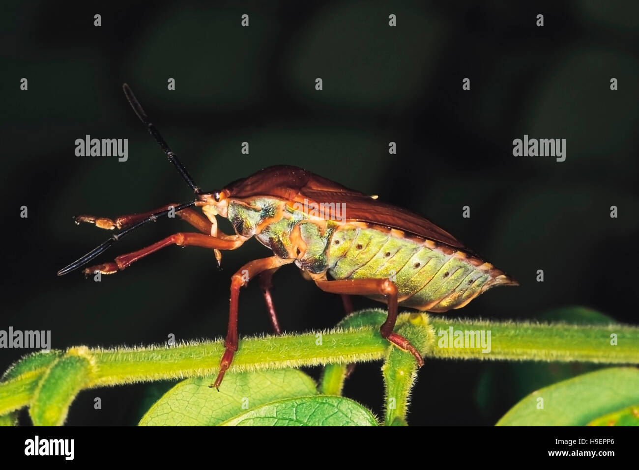 Plant Bug. Miao, Arunachal Pradesh, India Stock Photo - Alamy