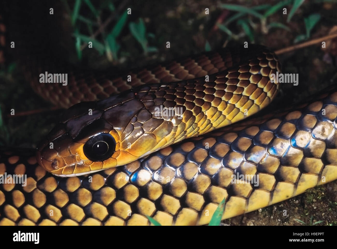 Ptyas korros. Indo-Chinese Rat snake. Non venomous. Arunachal Pradesh ...