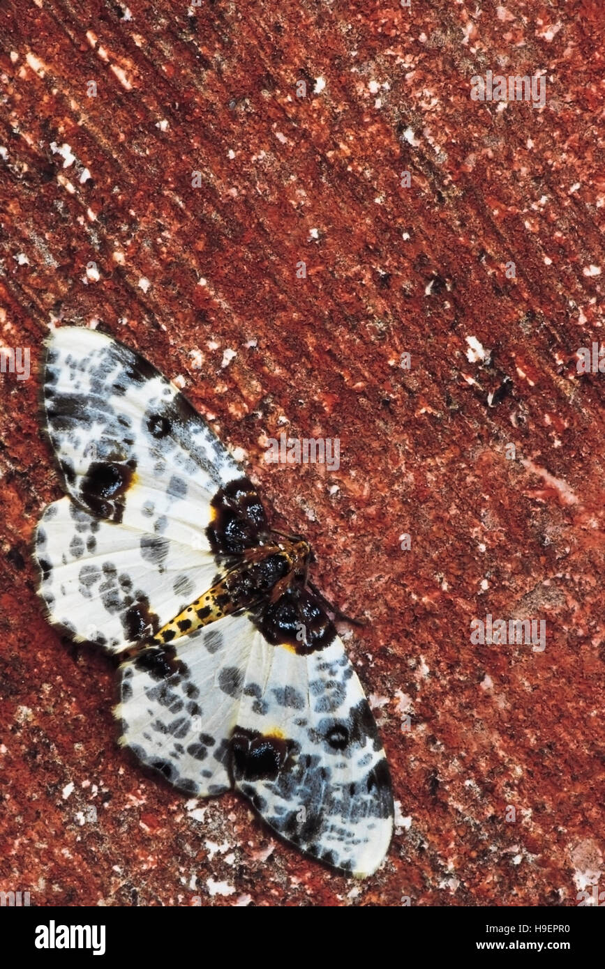 Speckled Moth. Kodagu, Karnataka, India Stock Photo - Alamy