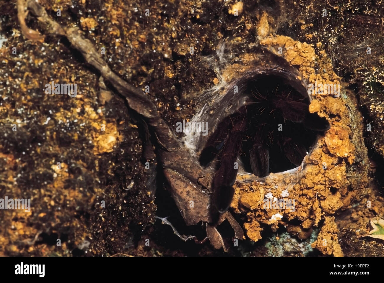 Tunnel-web Mygalomorph. Family: Dipluridae. Kodagu, Karnataka, India ...