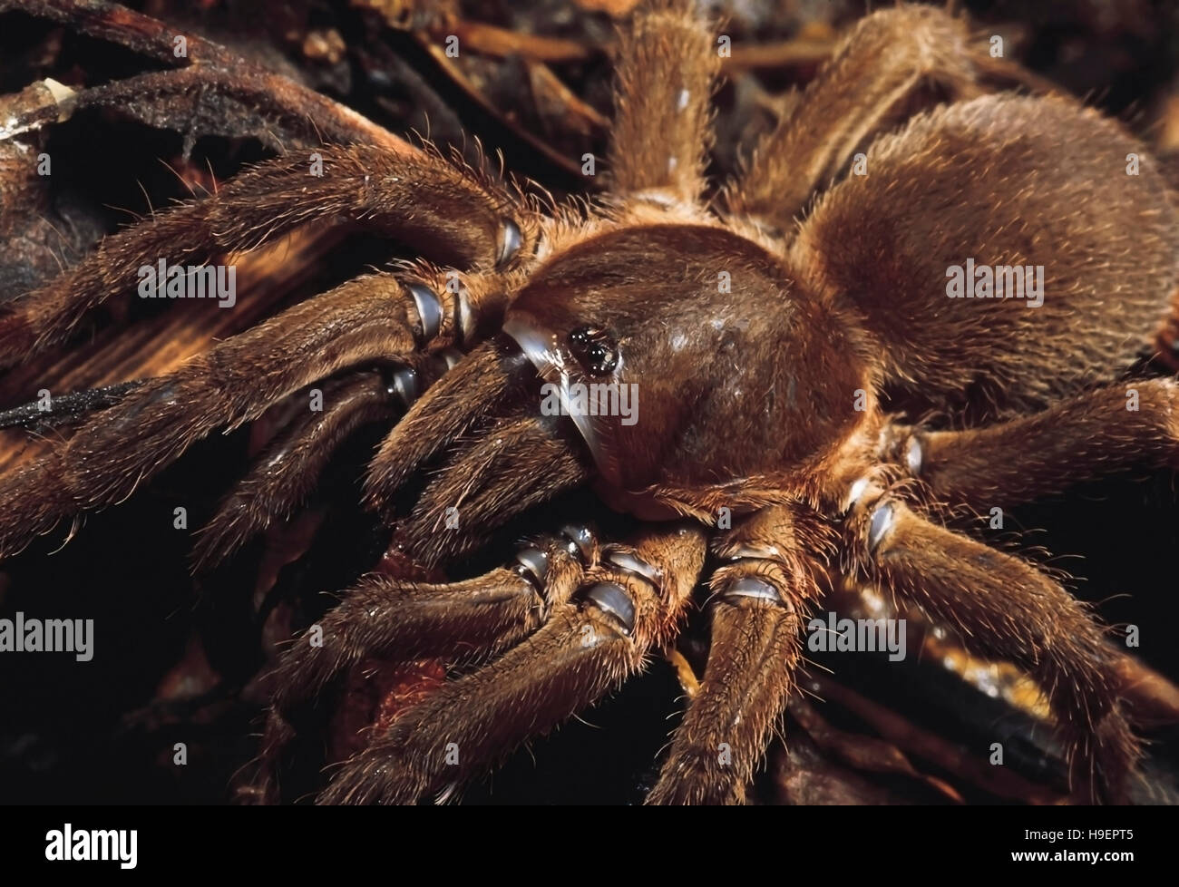 Mygalomorph Spider. Phansad Wildlife Sanctuary, Maharashtra, India ...