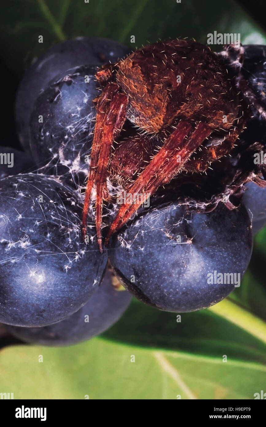 Danger berry hi-res stock photography and images - Alamy