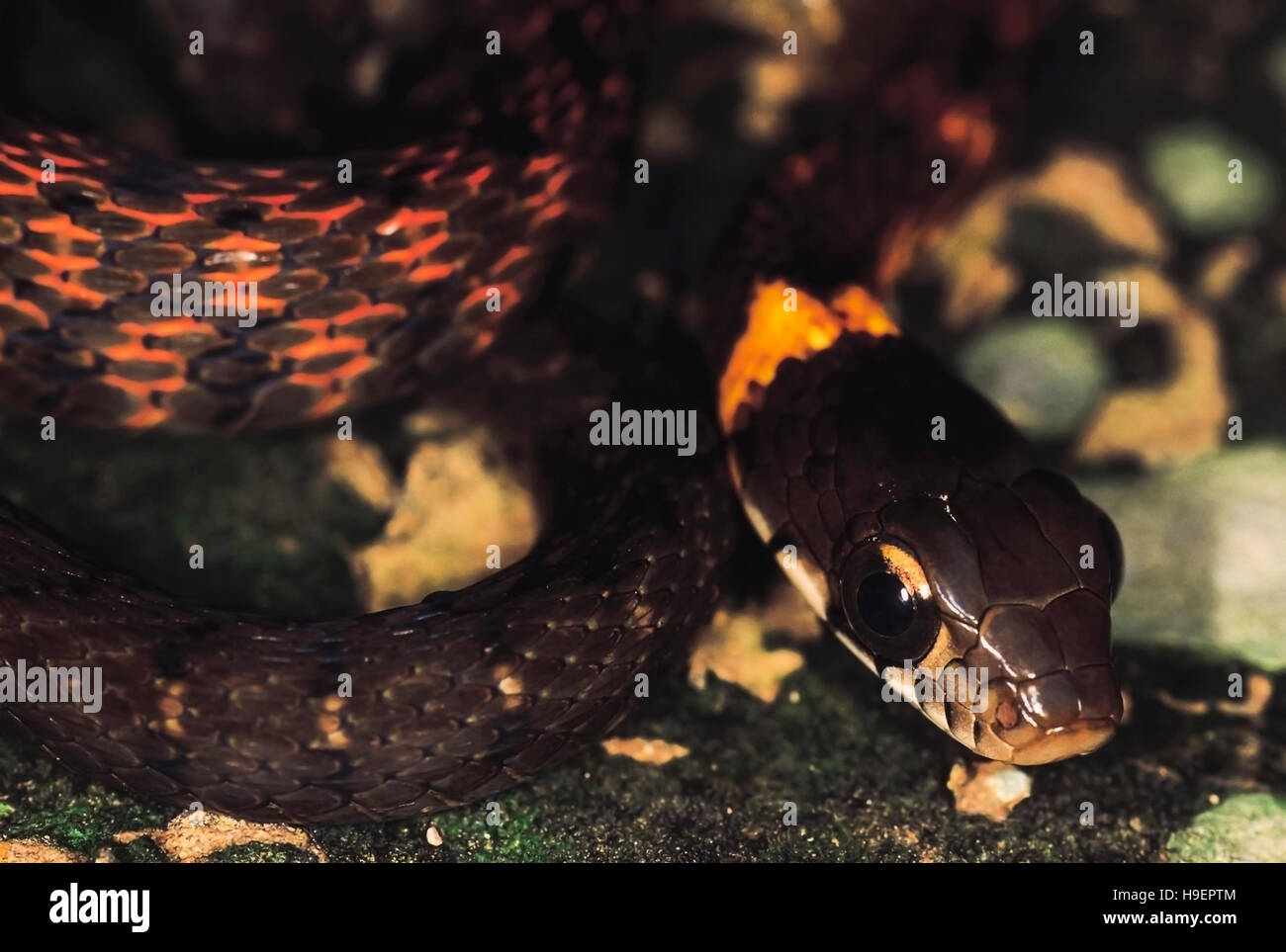 Rhabdophis Himalayanus. Himalayan Keelback. Possibly venomous ...