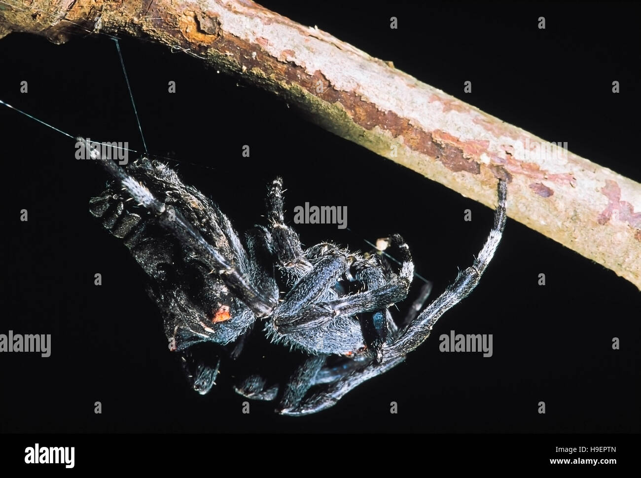 Phoenix spider on twig. Dorsal view. Castle Rock, Karnataka, India ...
