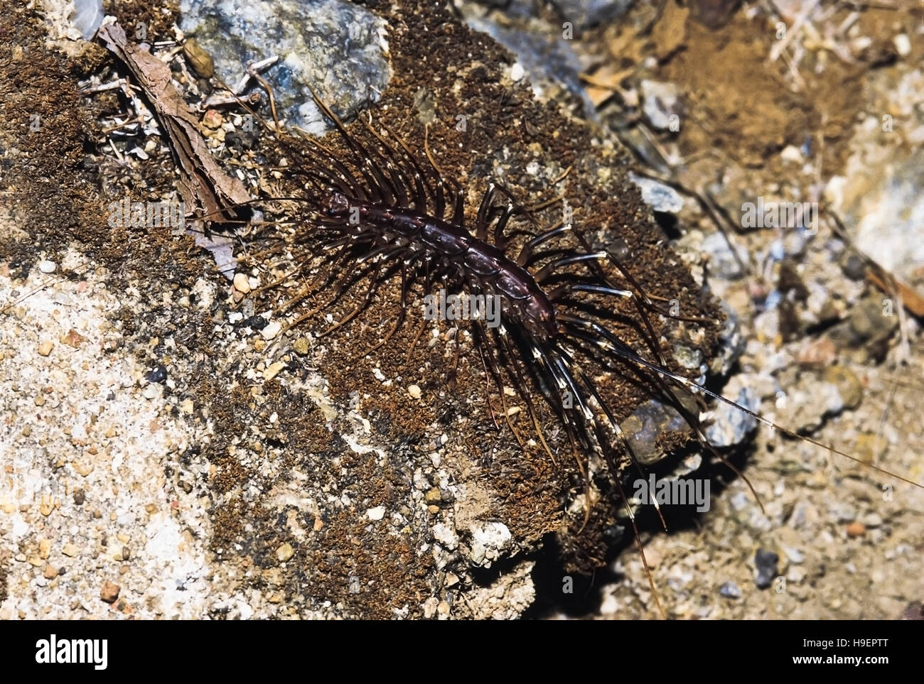 Scutigera. Arunachal Pradesh, India Stock Photo - Alamy