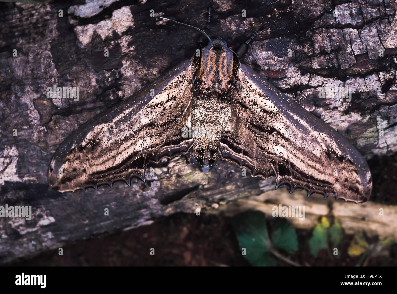 Marbled moth. Arunachal Pradesh, India Stock Photo - Alamy