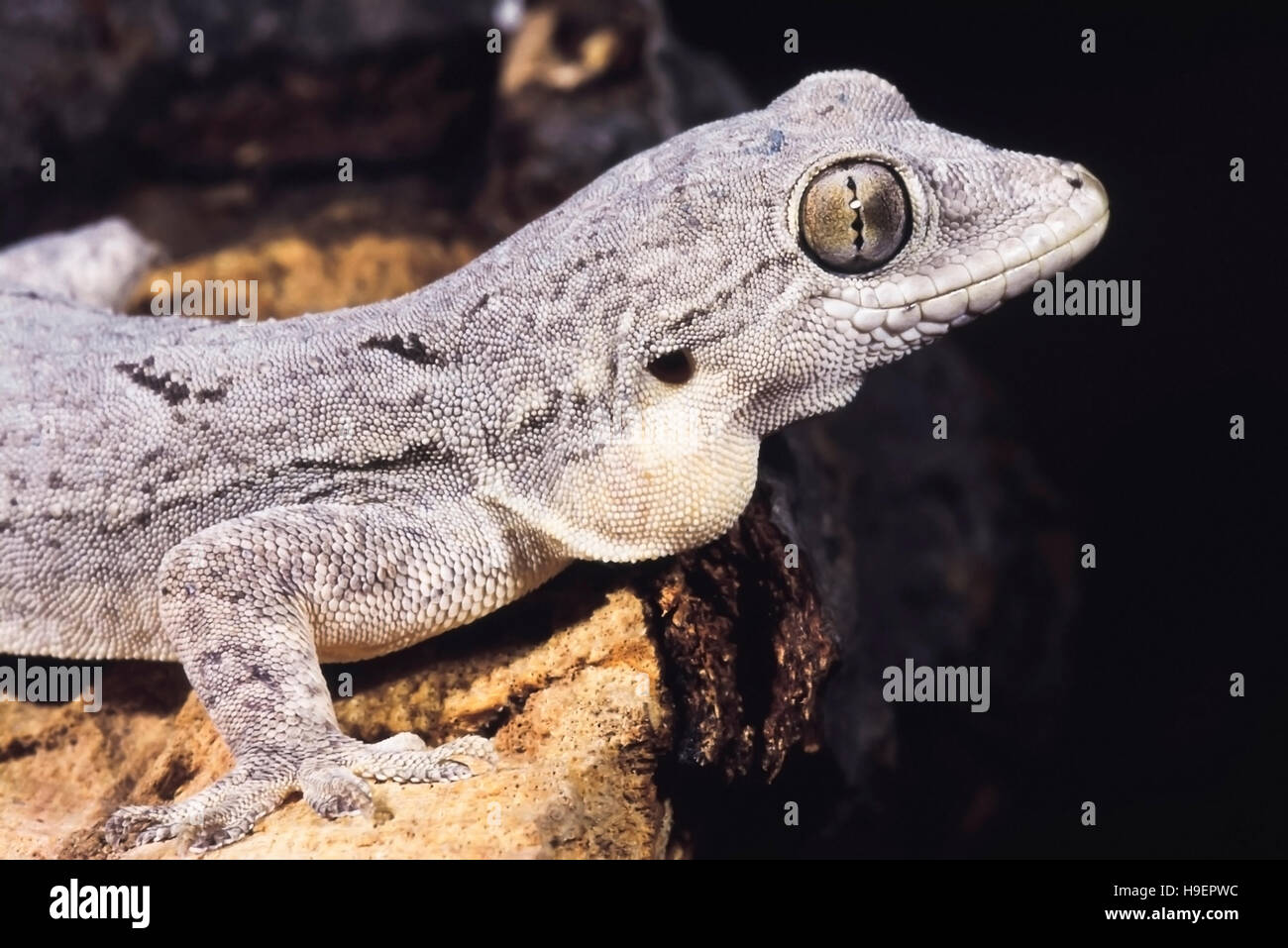 Leaf toed geckos hi-res stock photography and images - Alamy