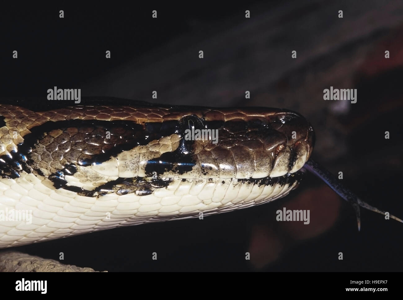 Python Molurus Bivittatus. Burmese python. non venomous. Captive ...