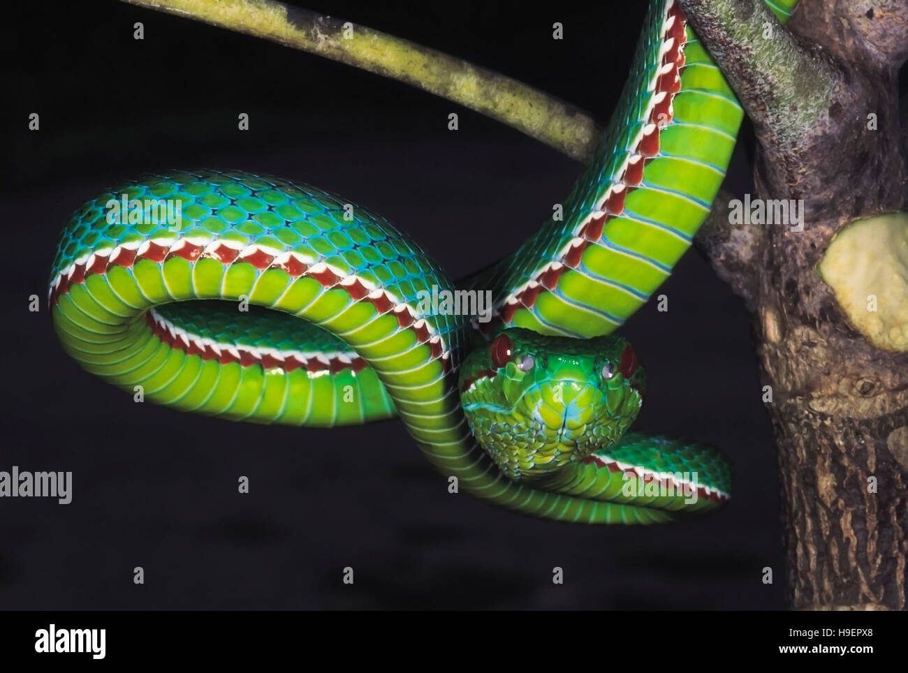 Trimeresurus species. Pope's/Stejneger's Pit Viper. Venomous. Arunachal ...