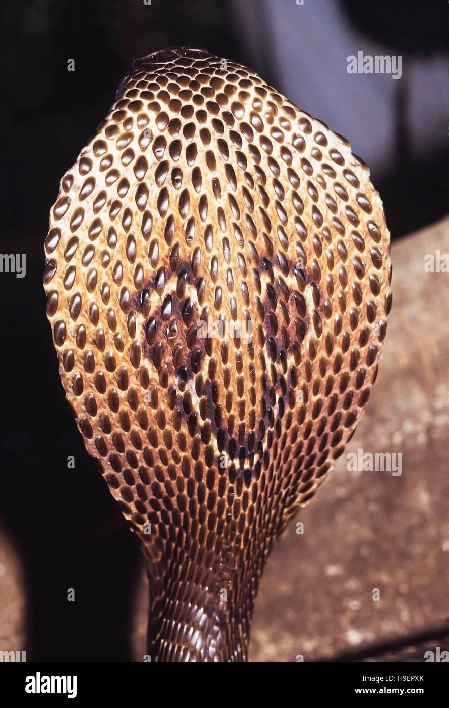 Naja naja indian cobra High Resolution Stock Photography and Images - Alamy