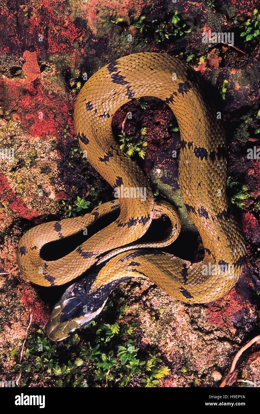Macropisthodon plumbicolor hi-res stock photography and images - Alamy