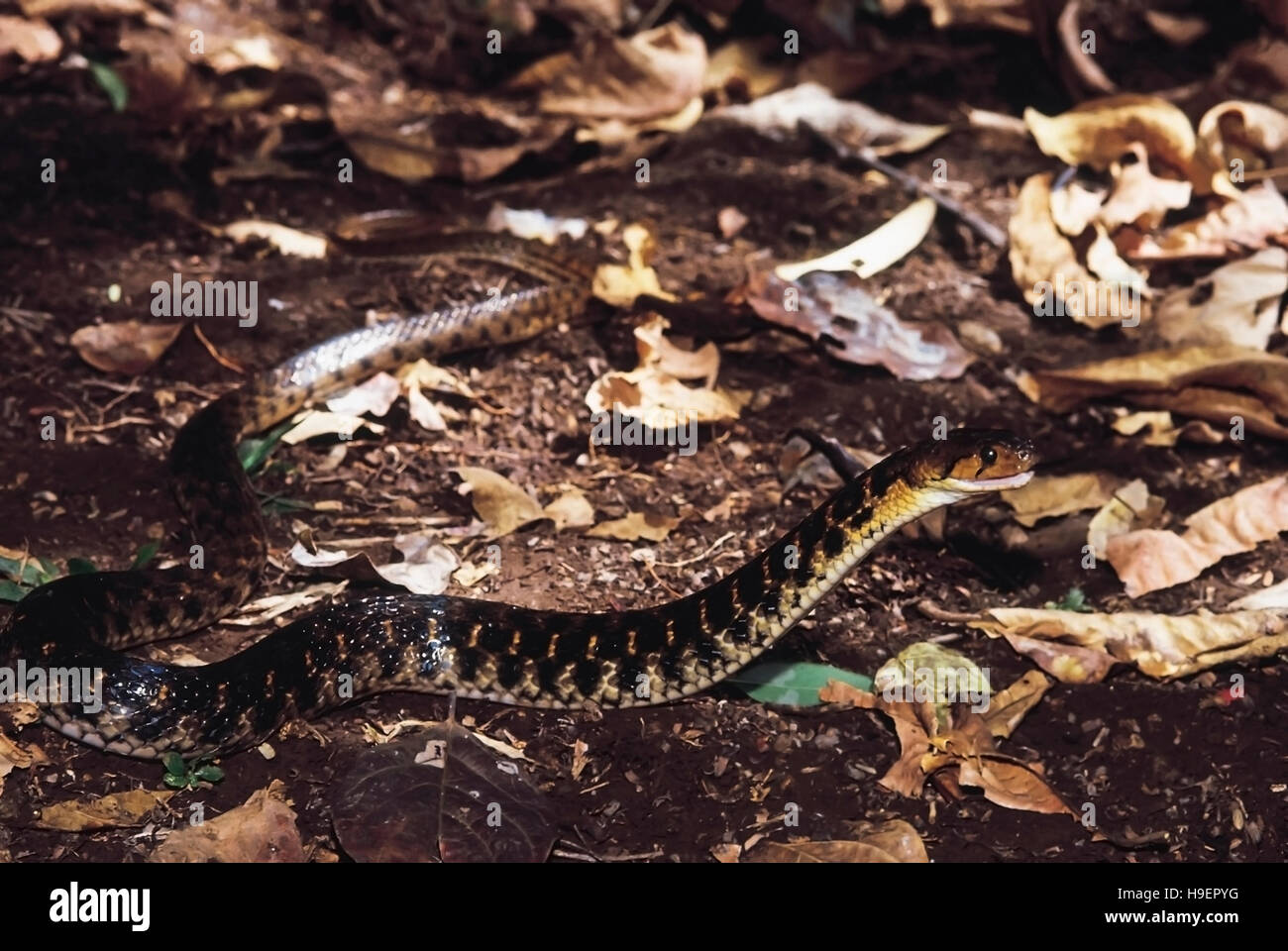 Xenochrophis Piscator. Checkered Keelback. Non venomous. Captive ...