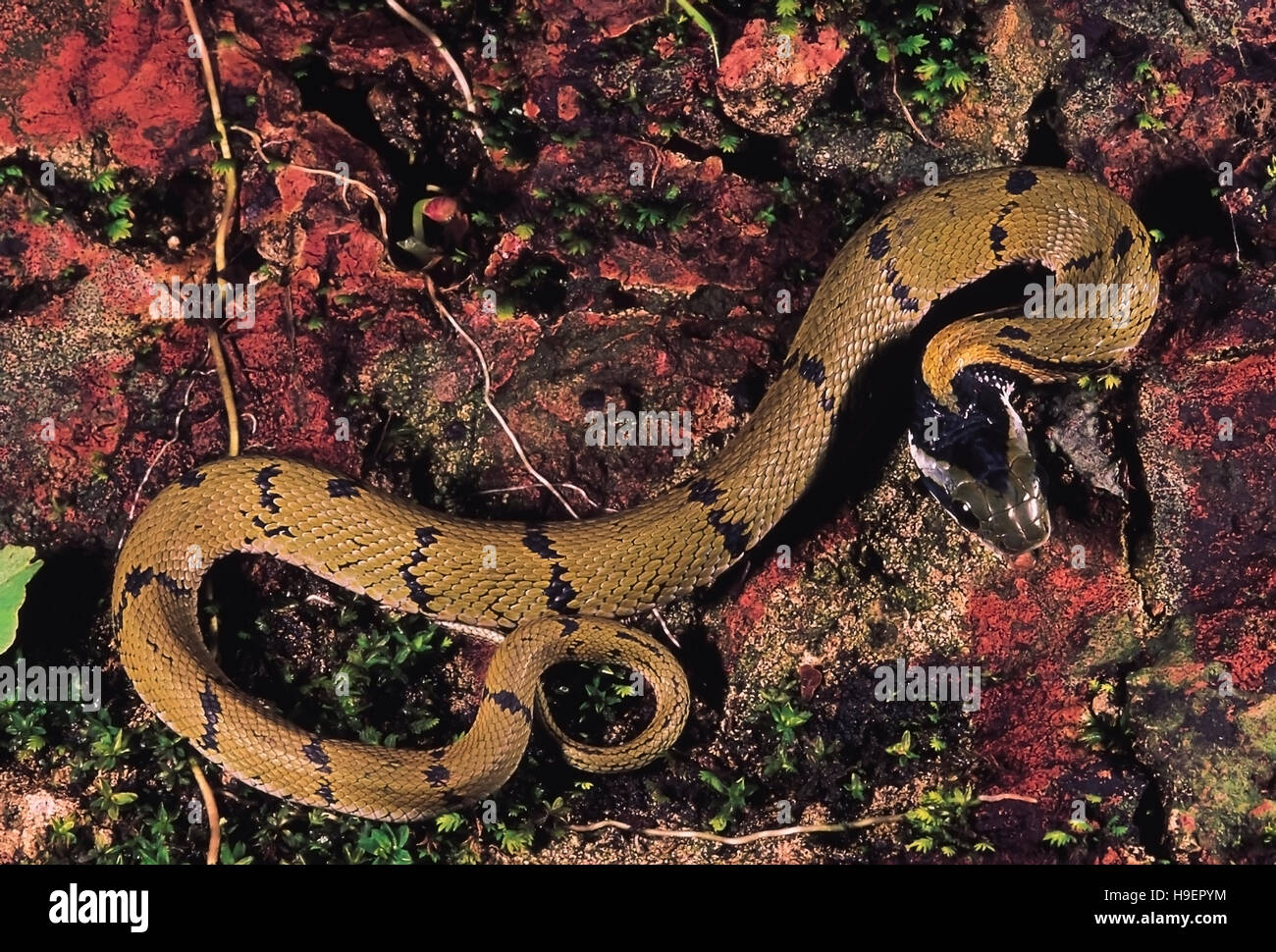 Macropisthodon Plumbicolorl. Grass snake/Green Keelback. Adult close up ...