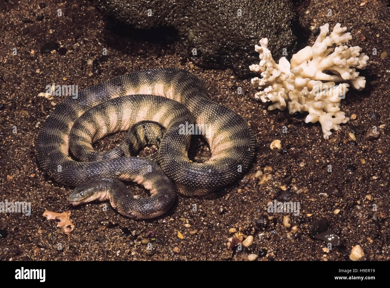 Enhydrina Schistosa. Hook nosed sea snake. Venomous. Captive specimen ...