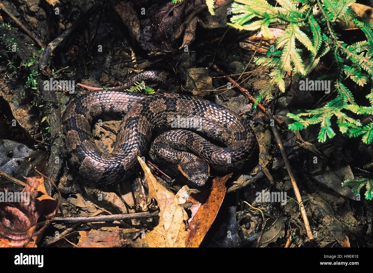 Ovophis Monticola Monticola. Mountain Pit Viper. Venomous. Arunachal ...