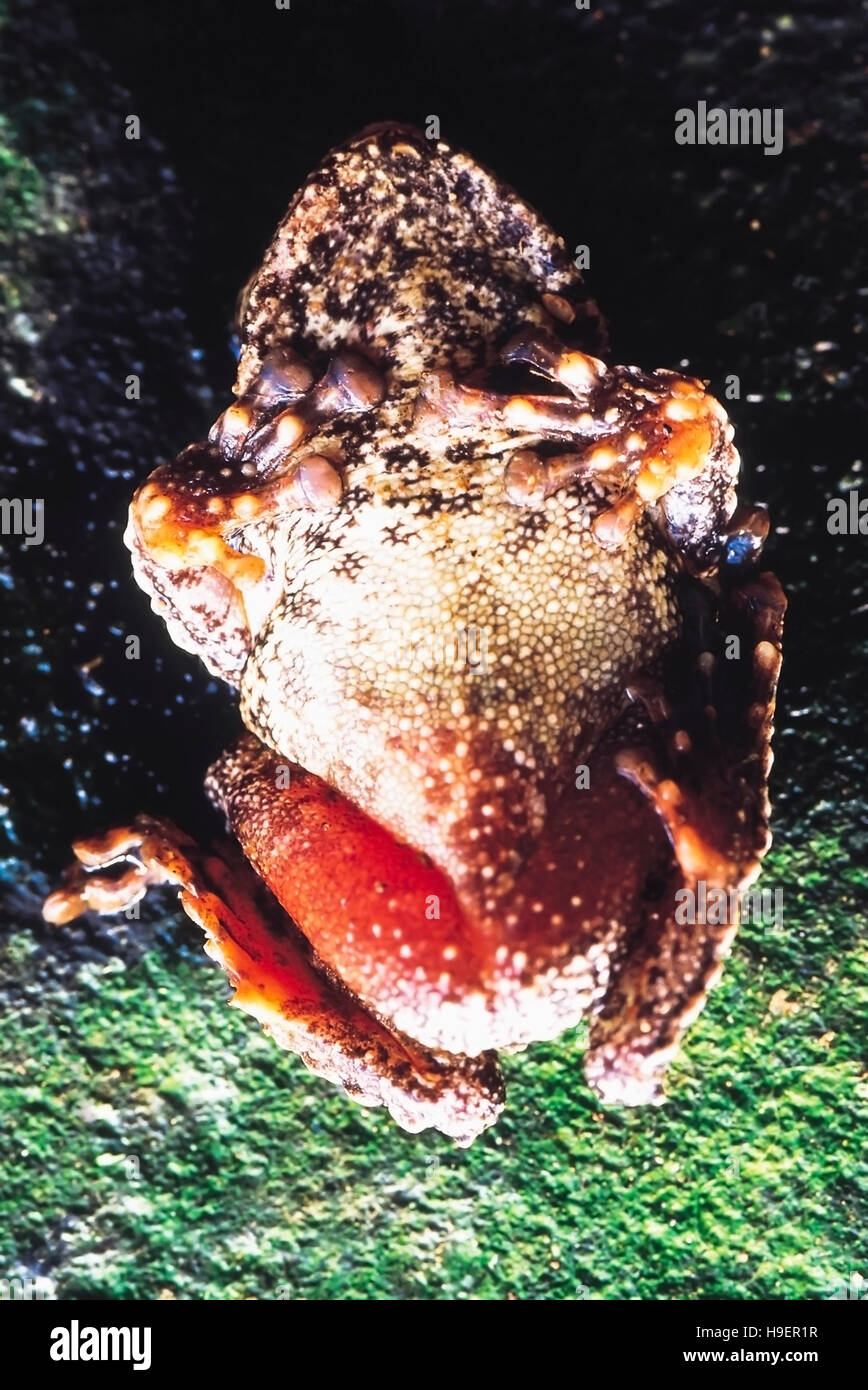 Dead frog hi-res stock photography and images - Alamy