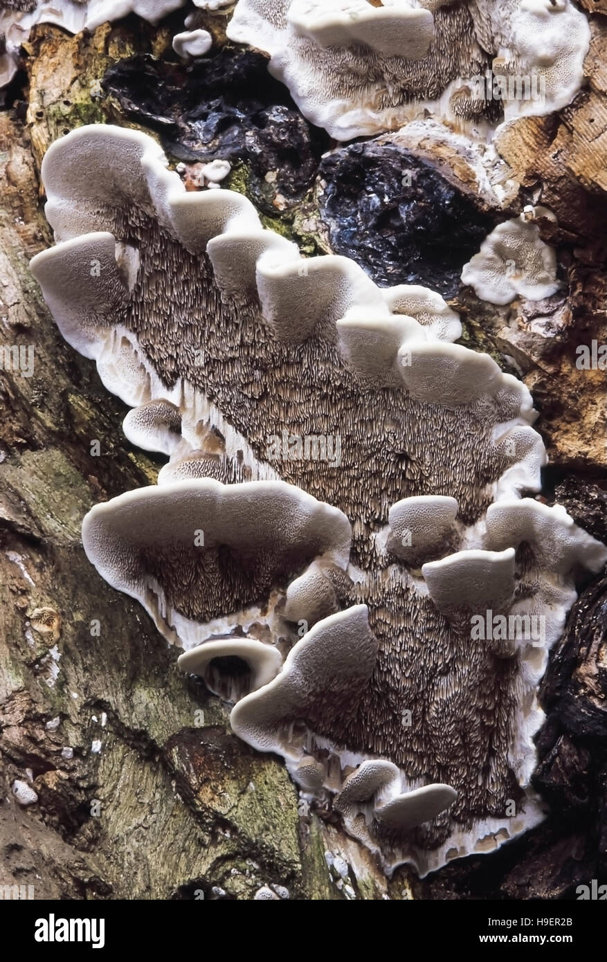 Fungi growth on dead tree hi-res stock photography and images - Alamy