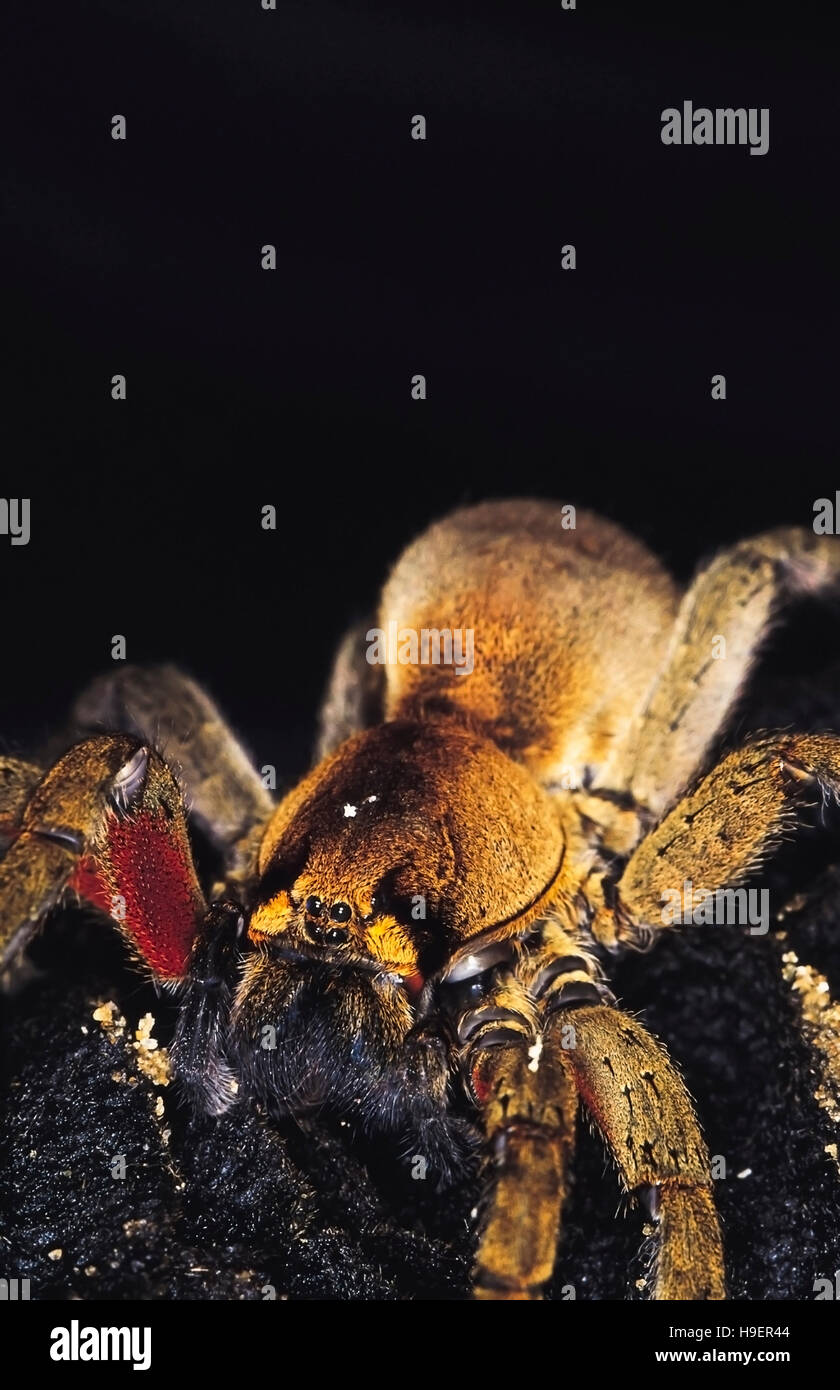 Spider. Arunachal Pradesh, India Stock Photo - Alamy