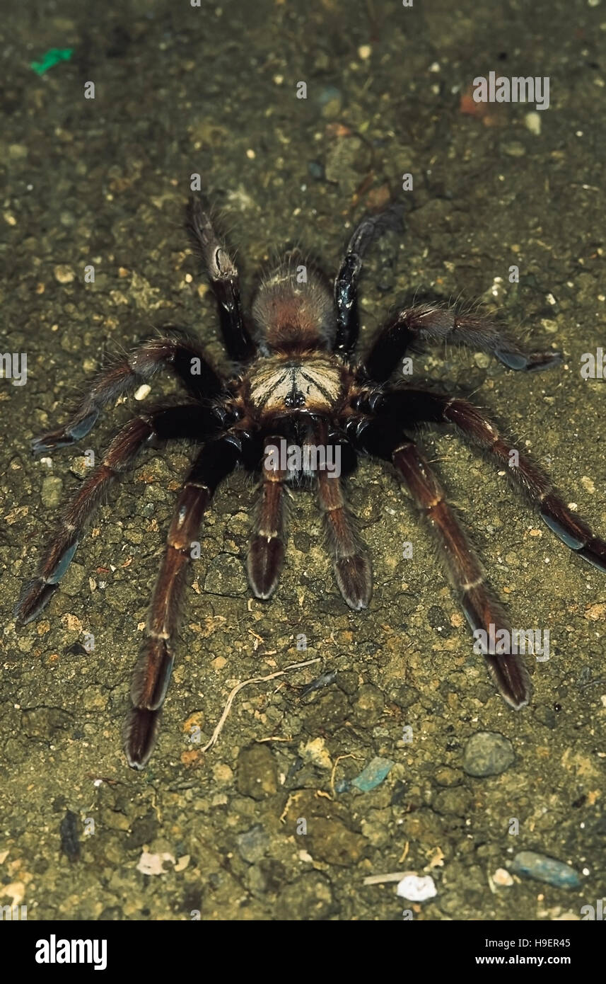 Goat-footed spider. Castle Rock, Karnataka, India Stock Photo - Alamy