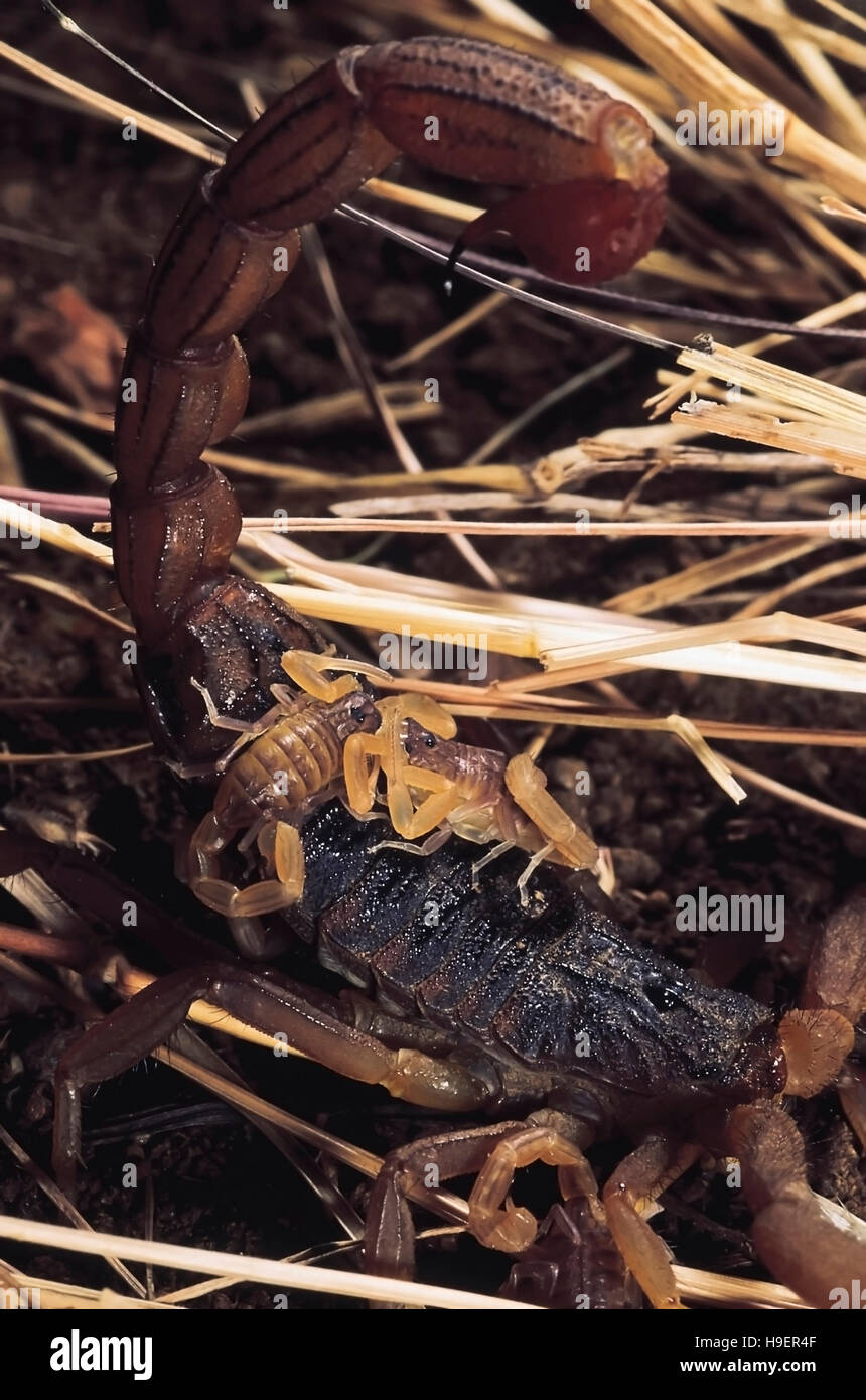 Mesobuthus Tamulus Tamulus. Indian red scorpion. The scorpion always ...