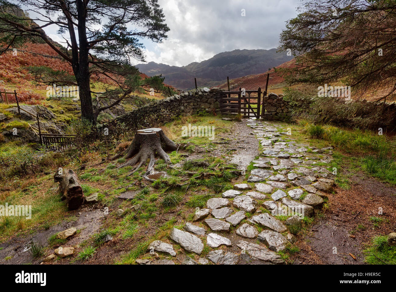 A cobbled, stone walkway in a wooded area of the Lake District near ...