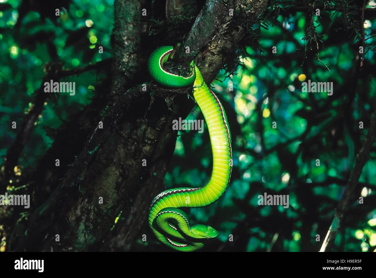 Trimeresurus Medoensis. Medo Pit Viper. Venomous. Rarely available. One ...