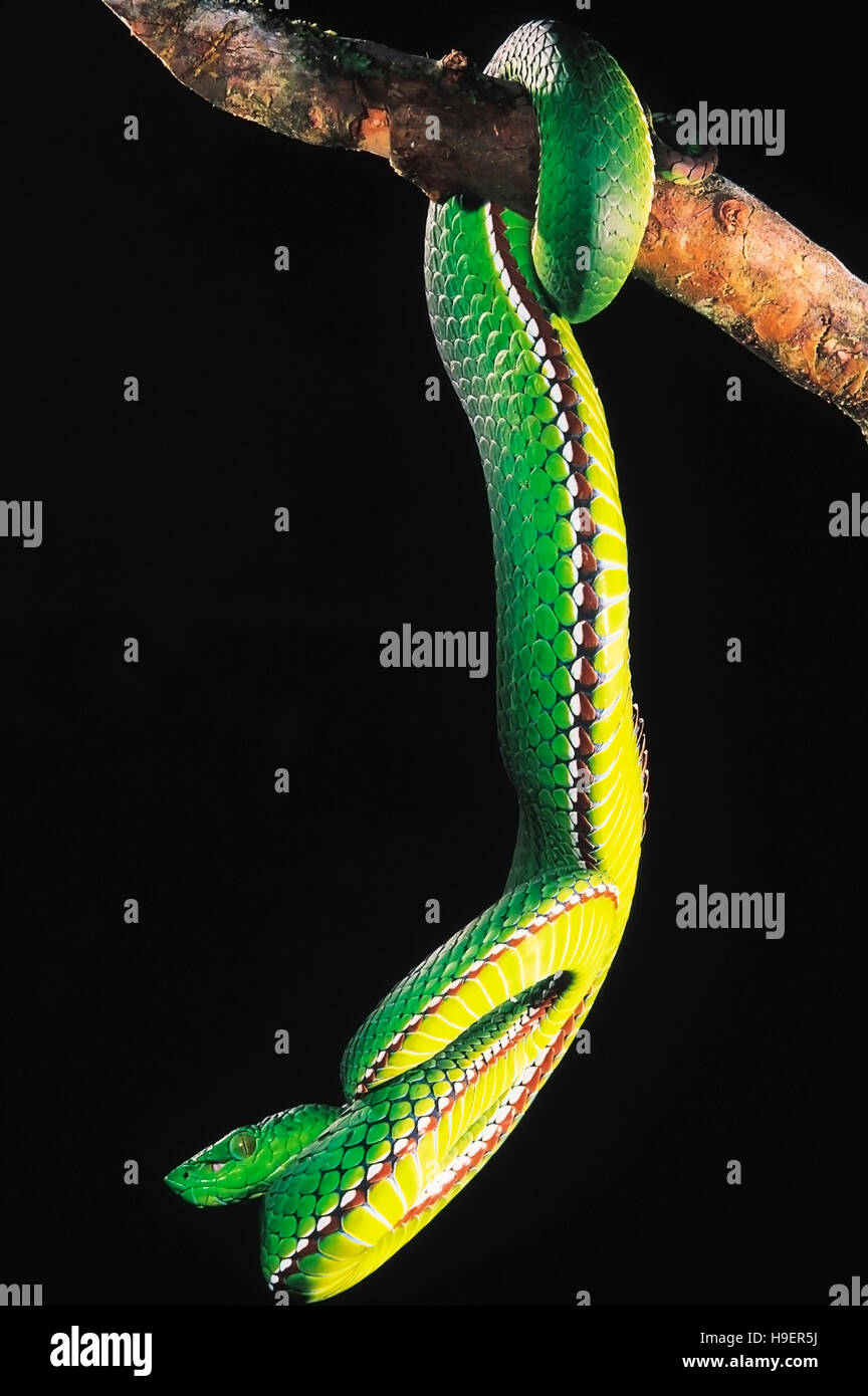 Trimeresurus Medoensis. Medo Pit Viper. Venomous. Rarely available. One ...