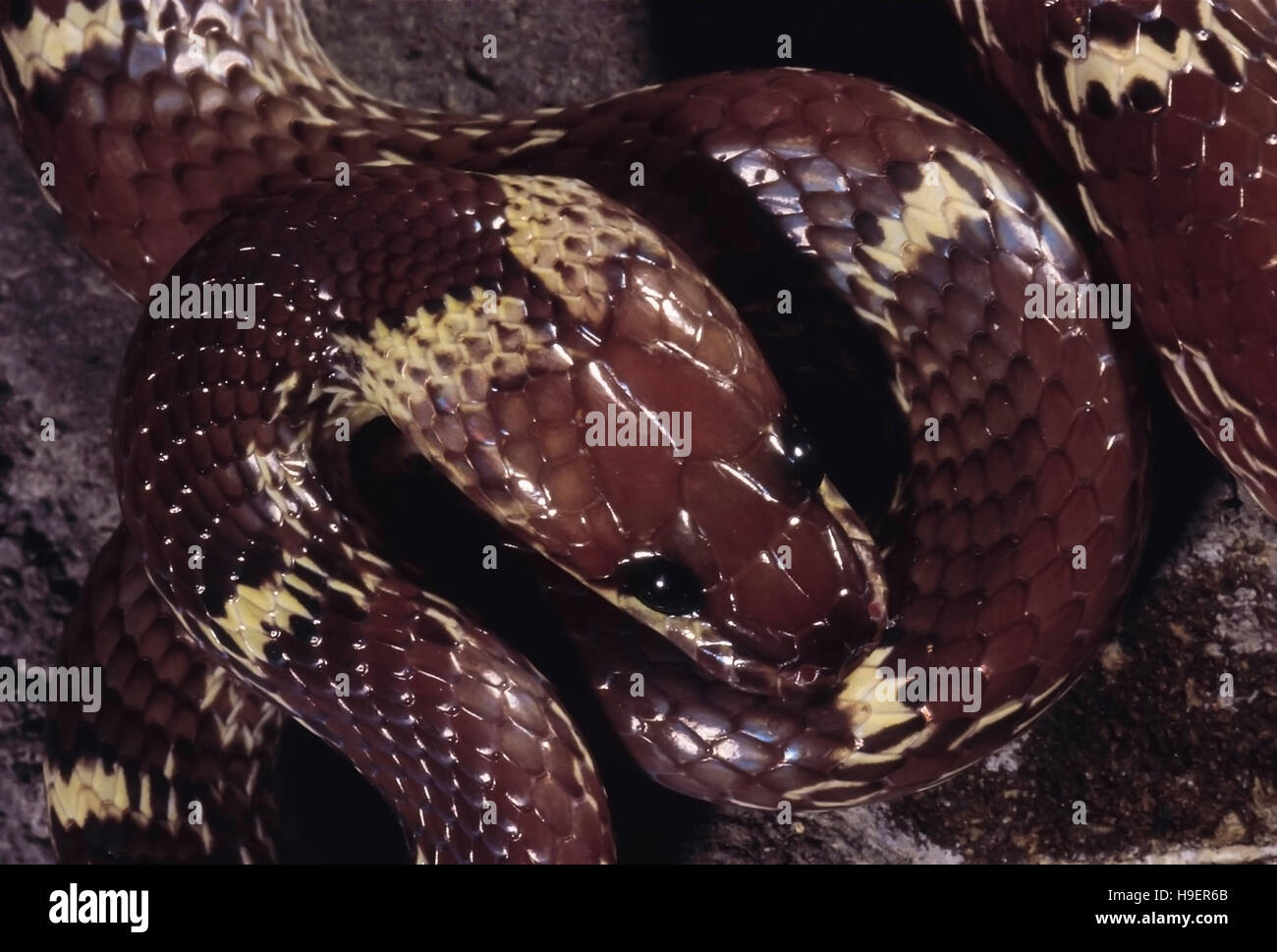 Lycodon Aulicus. Common Wolf snake. Non venomous. Maharashtra, India ...