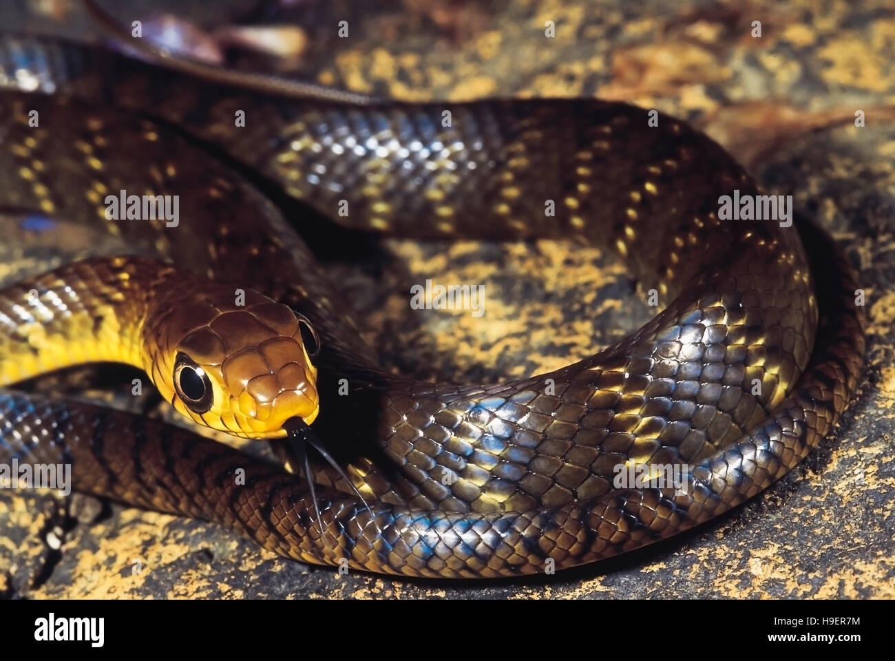 Bhimashankar wildlife sanctuary hi-res stock photography and images - Alamy