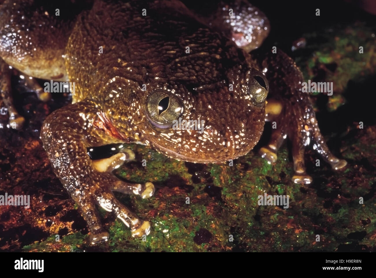 Humayuns wrinkled frog hi-res stock photography and images - Alamy