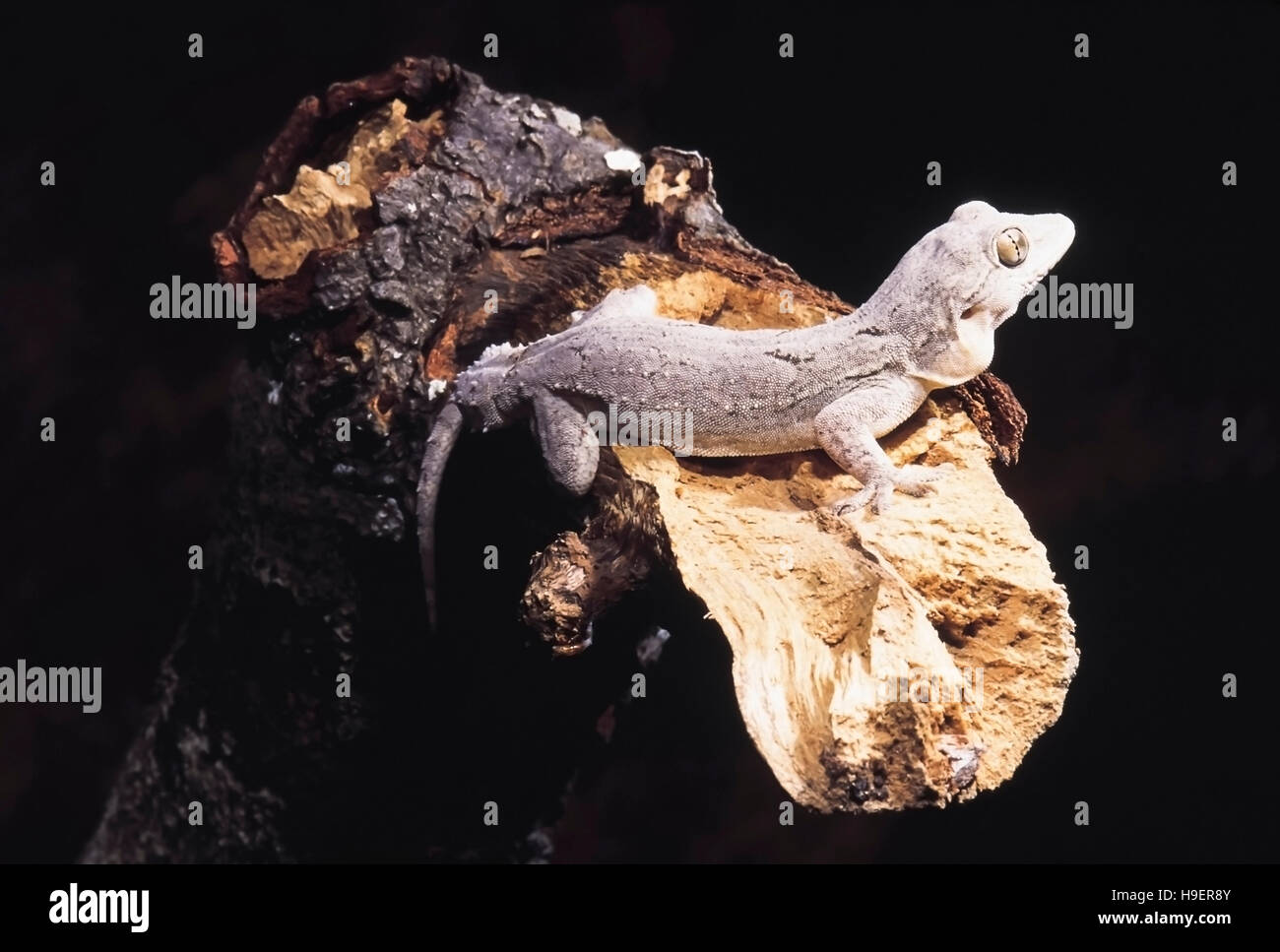 Bark gecko, India Stock Photo - Alamy