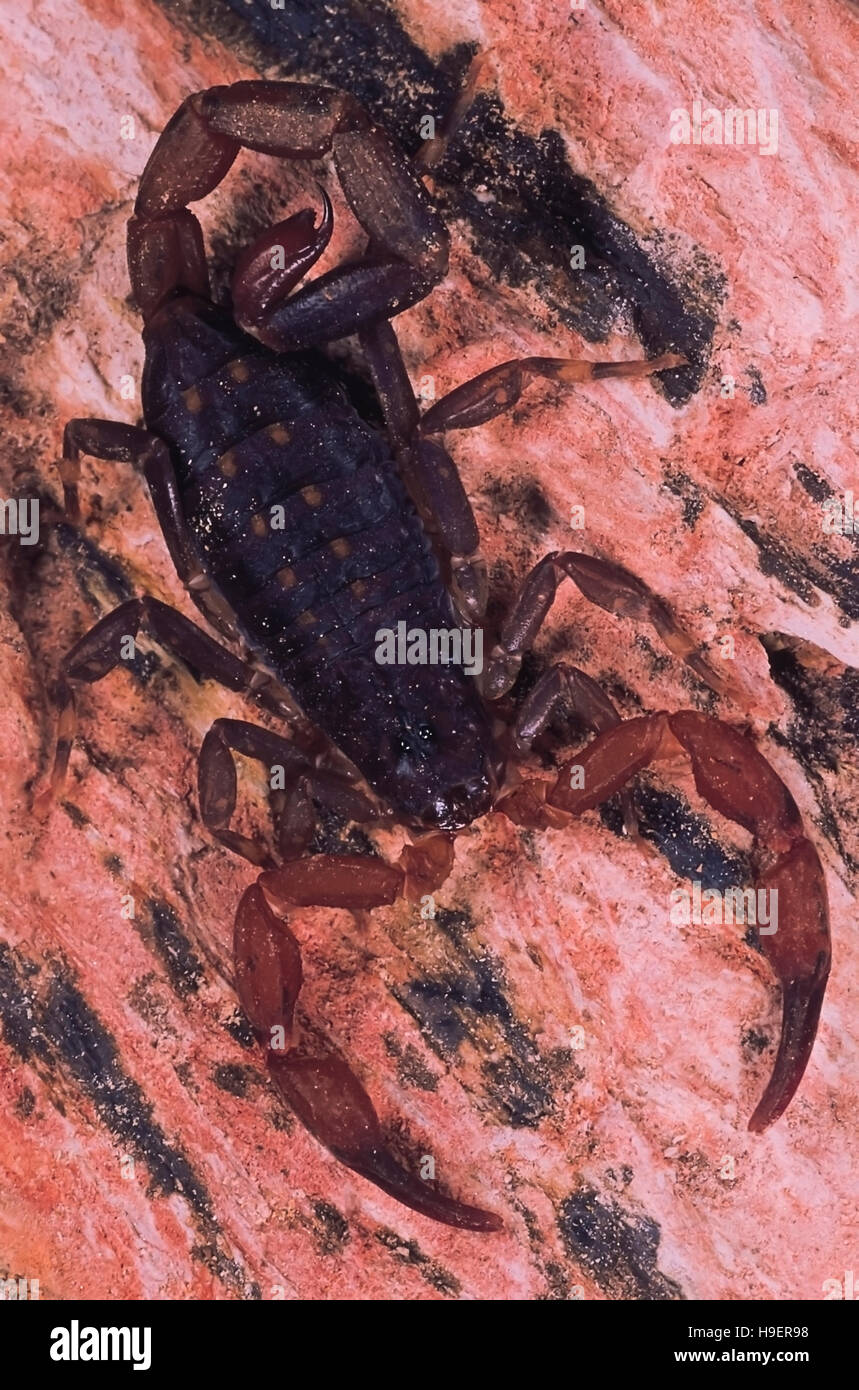 Rock scorpion. Castle Rock, Karnataka, India Stock Photo - Alamy
