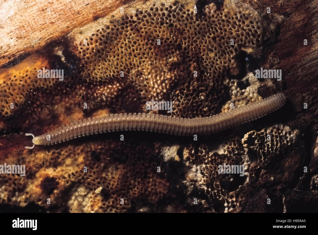 Platydesmid. Flat millipede. Rarely available. Arunachal Pradesh, India ...