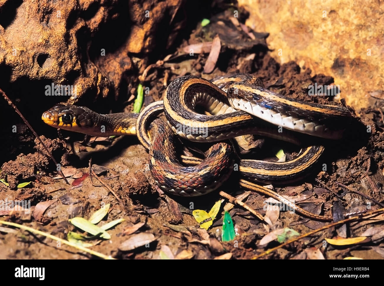 Keelback High Resolution Stock Photography and Images - Alamy