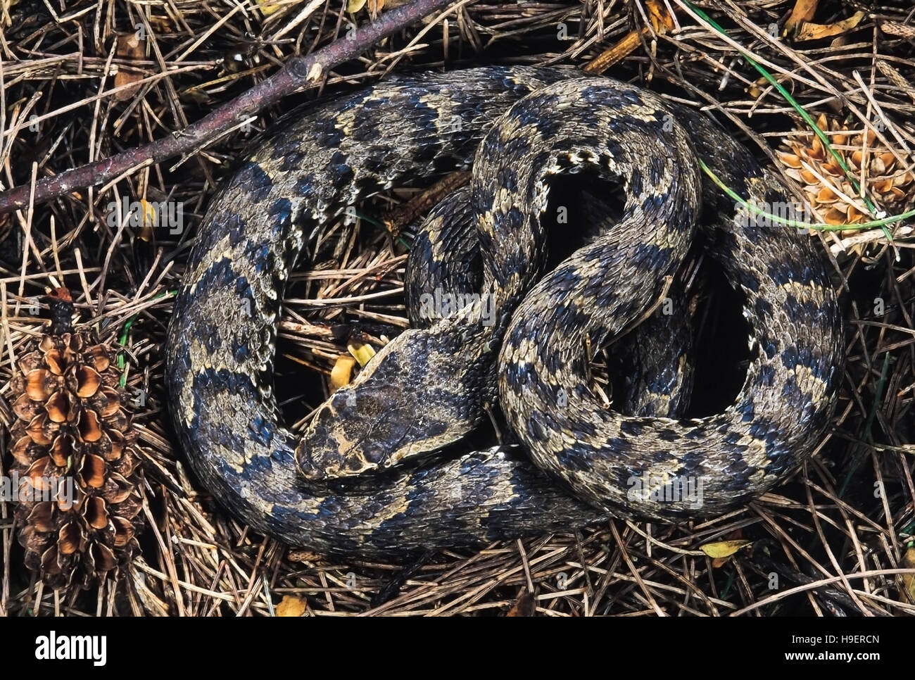 Himalayan viper hi-res stock photography and images - Alamy