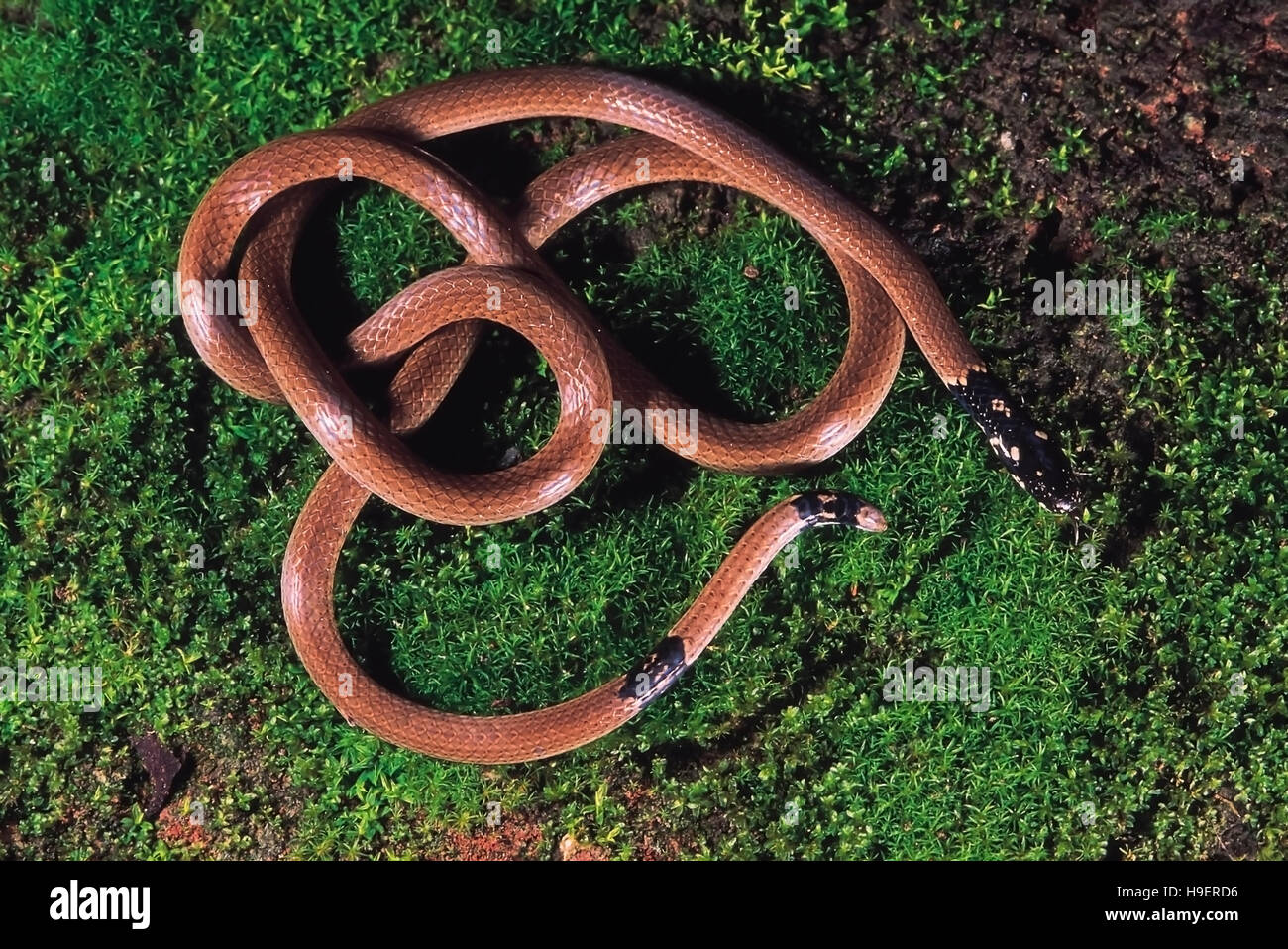 Calliophis Melanurus. Slender Coral snake. Venomous. Rarely available ...
