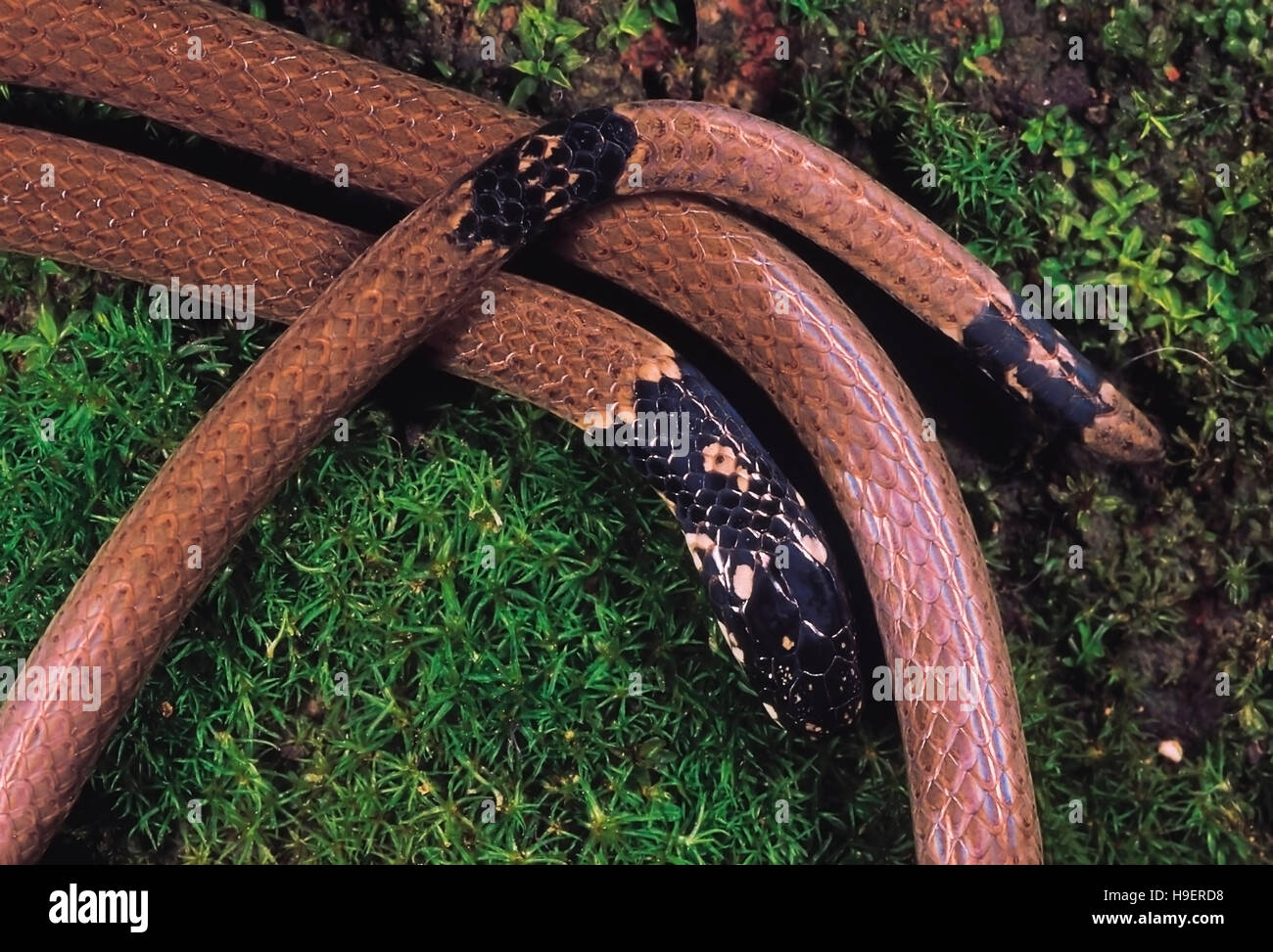 Calliophis Melanurus. Slender Coral snake. Venomous. Rarely available ...