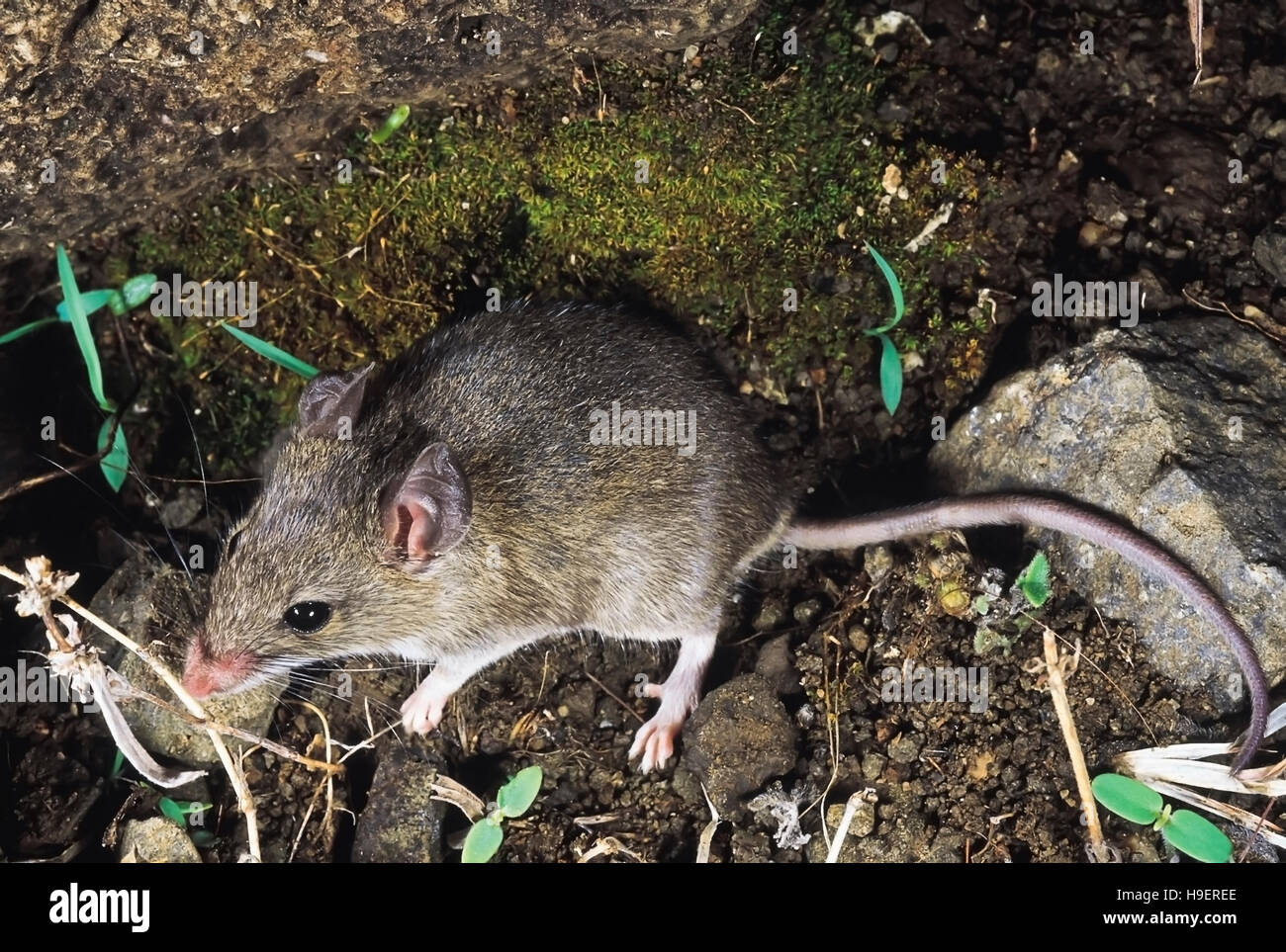 Mus Budoga. Field mouse. Maharashtra, India Stock Photo - Alamy