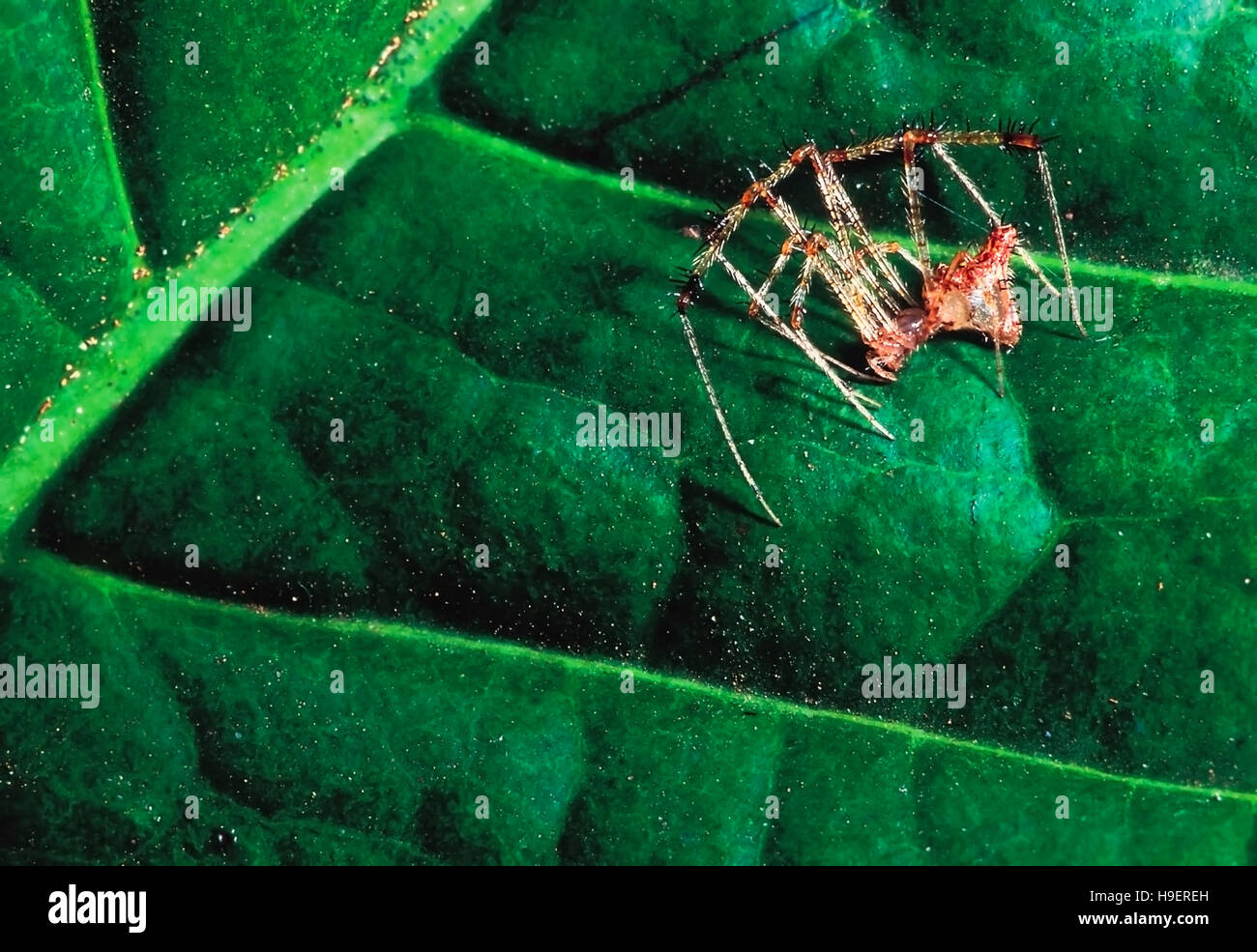 Spider Probably from the Hypochilidae family. Kodagu, Karnataka, India ...