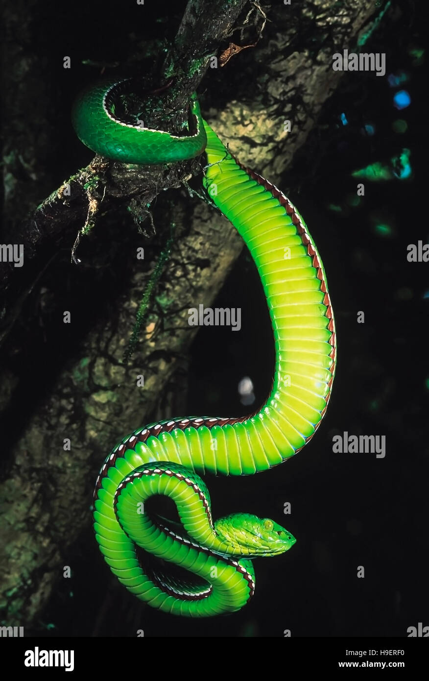 Trimeresurus Medoensis. Medo Pit Viper. Venomous. Rarely available ...