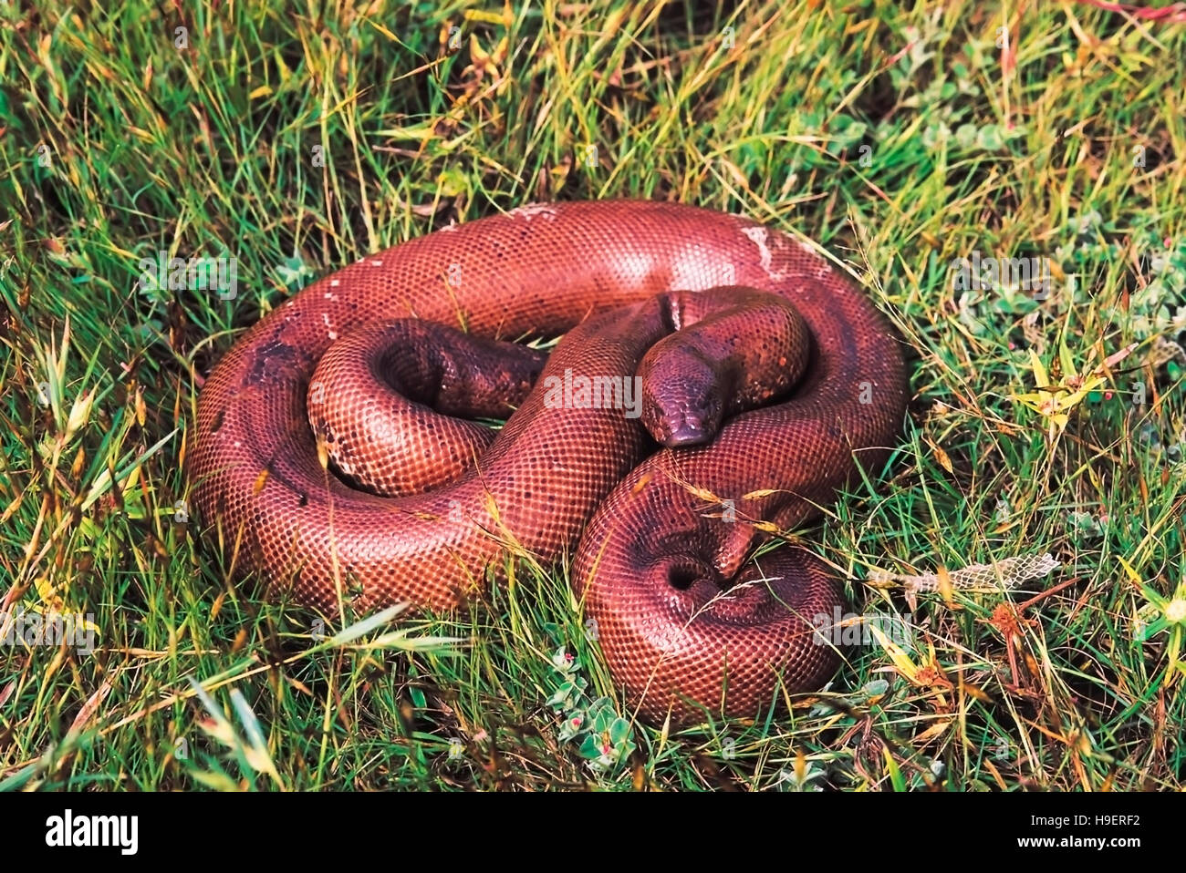 Boa species hi-res stock photography and images - Alamy