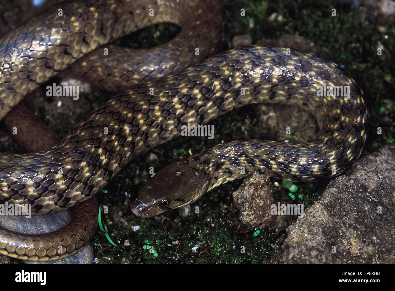 Xenochrophis piscator hi-res stock photography and images - Alamy