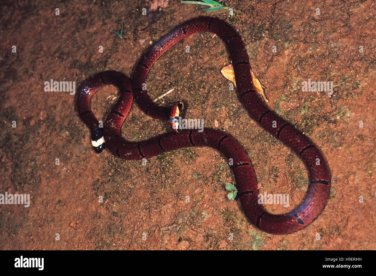 Calliophis macclellandi hi-res stock photography and images - Alamy