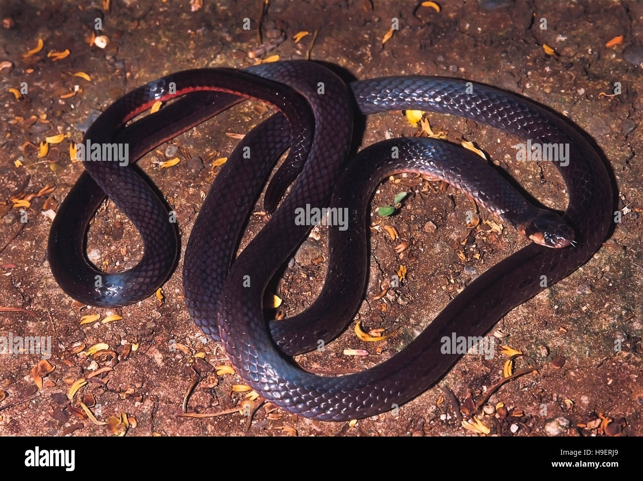 Calliophis Nigrescens. Variety: Khandallensis. Khandala Coral snake ...