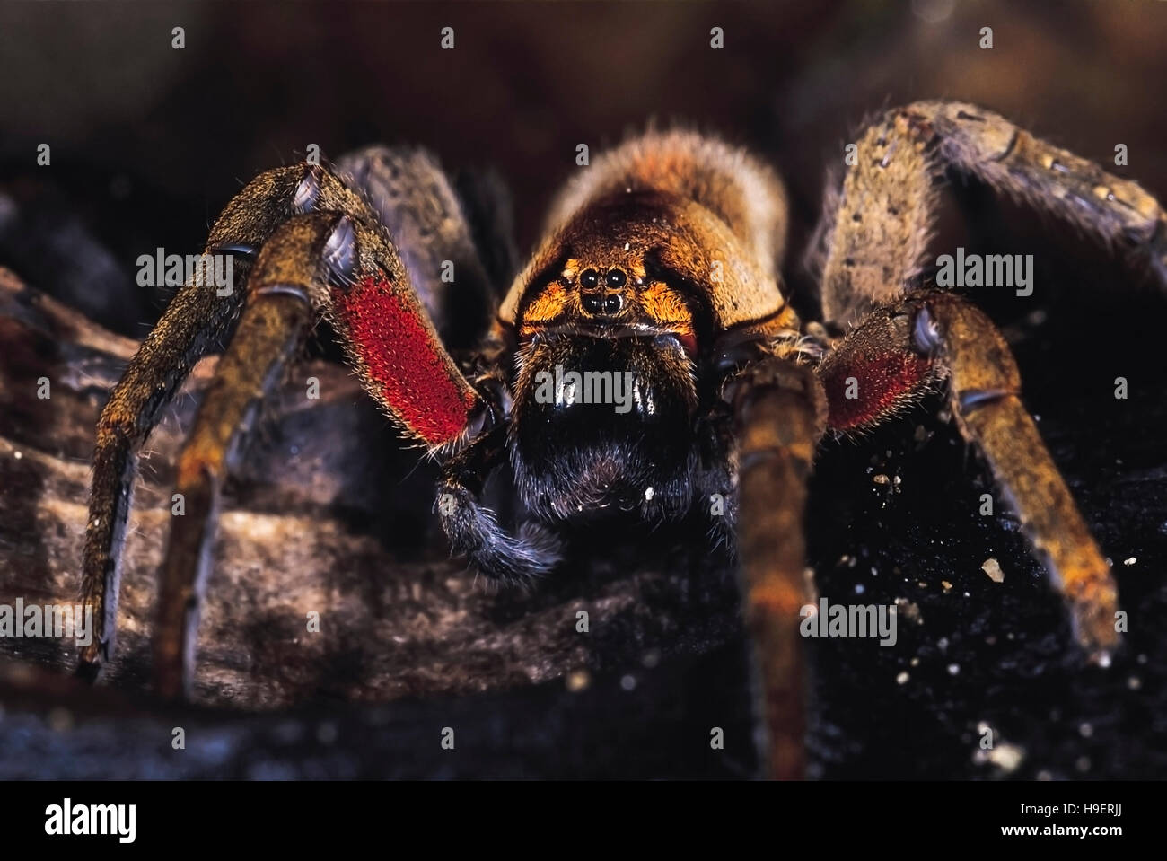 Spider with red 'armpits'. Arunachal Pradesh, India Stock Photo - Alamy