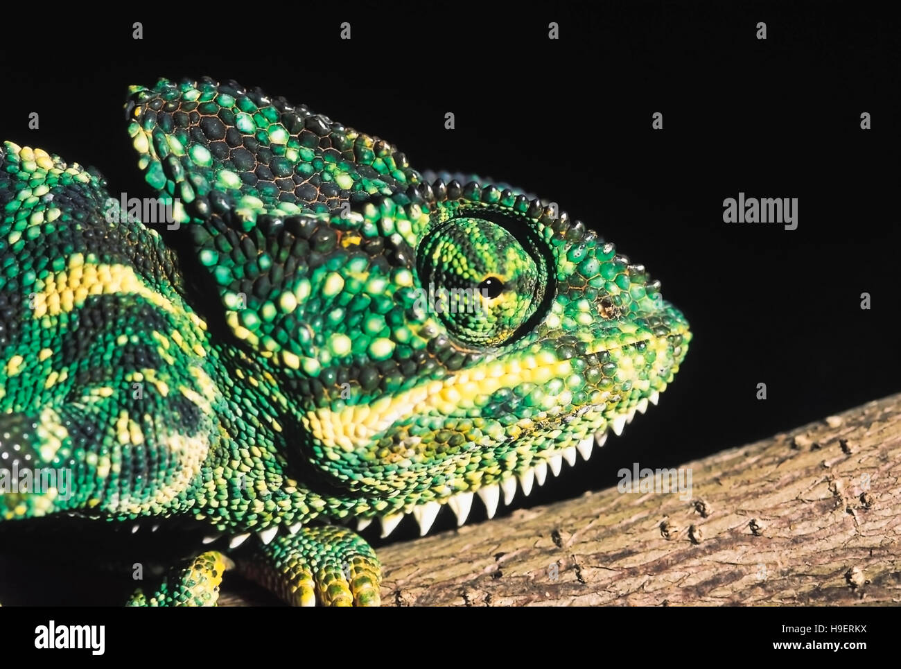 Chamaeleon zeylanicus hi-res stock photography and images - Alamy
